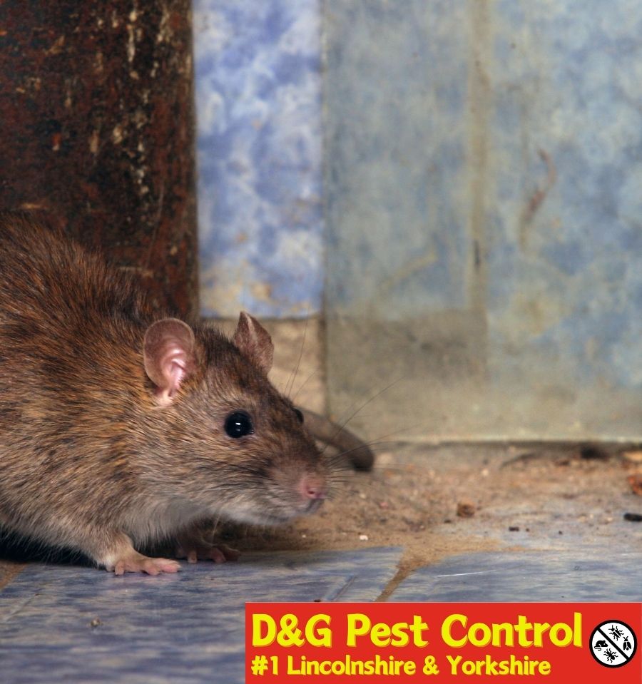 Rat & Mouse pest control in North Lincolnshire & Yorkshire